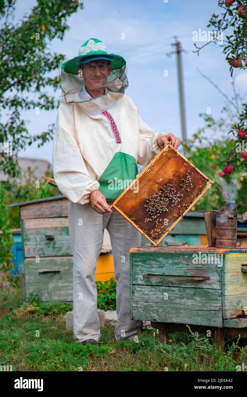 Collecting honey on the apiary. Elderly male beekeeper holds a frame ...