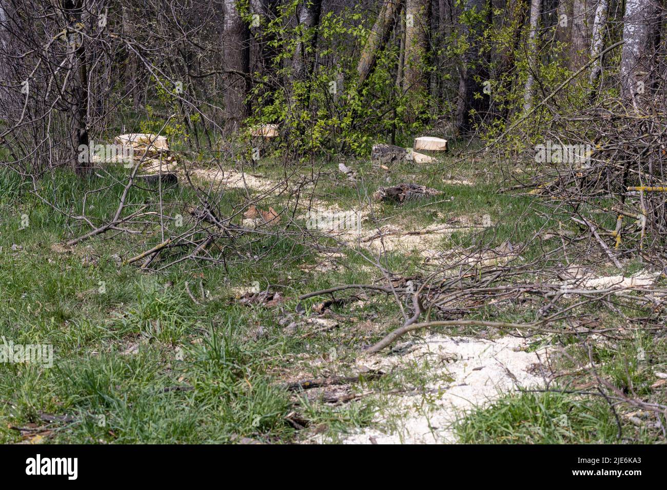 stumps and branches left after logging in the forest, deforestation to ...