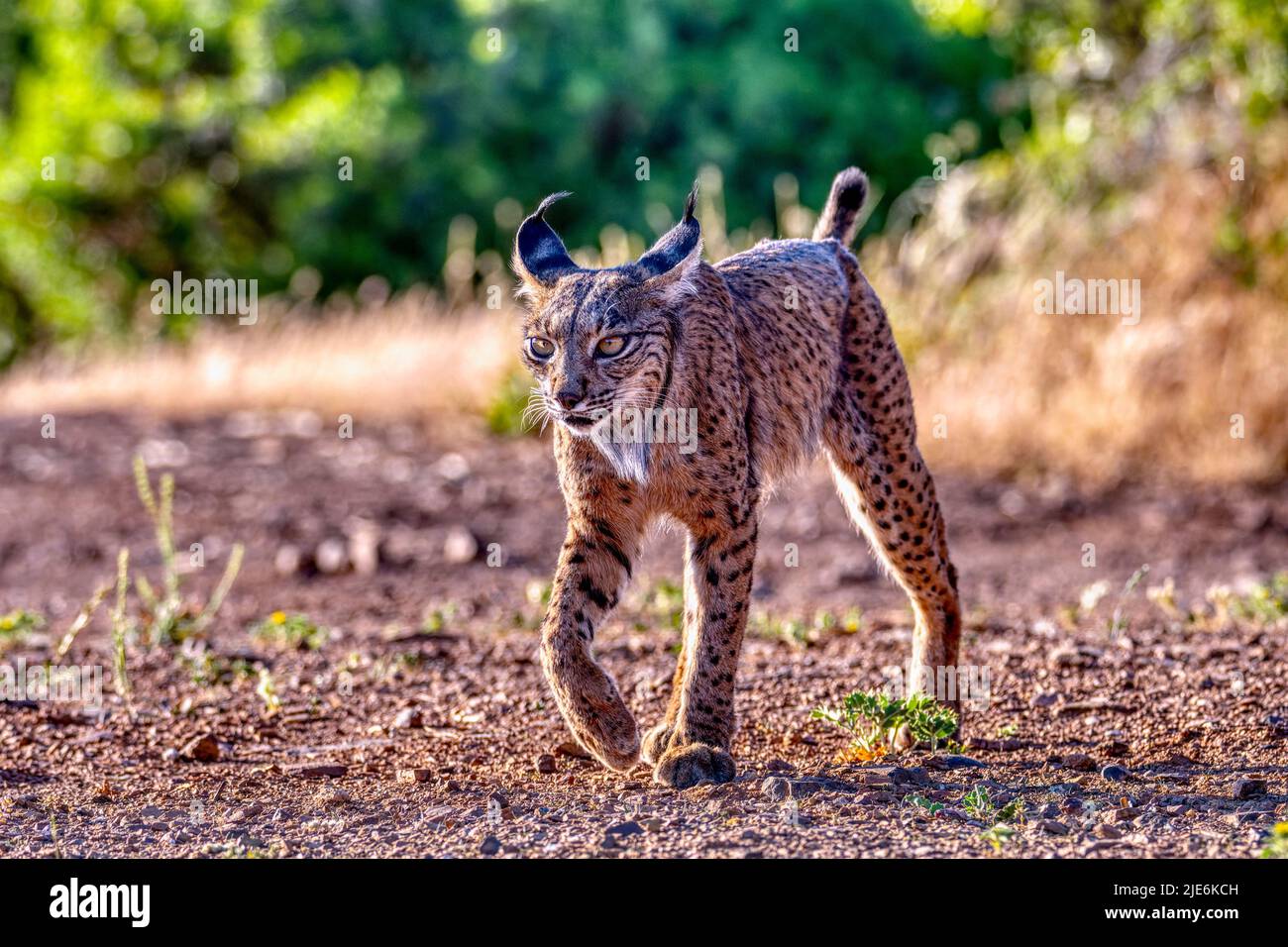 Iberian lynx, Lynx pardinus, wild cat endemic to Iberian Peninsula in ...