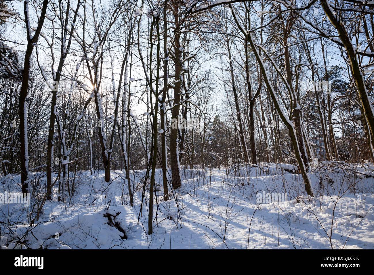 deciduous trees in winter after a snowfall, sunny weather in a winter ...