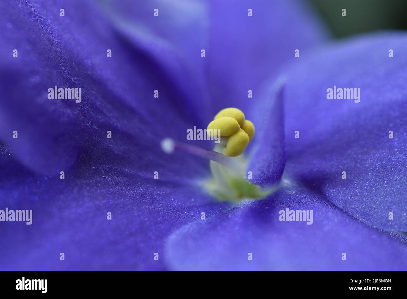 Close-up of deep blue African Violet flower focused and showing detail ...