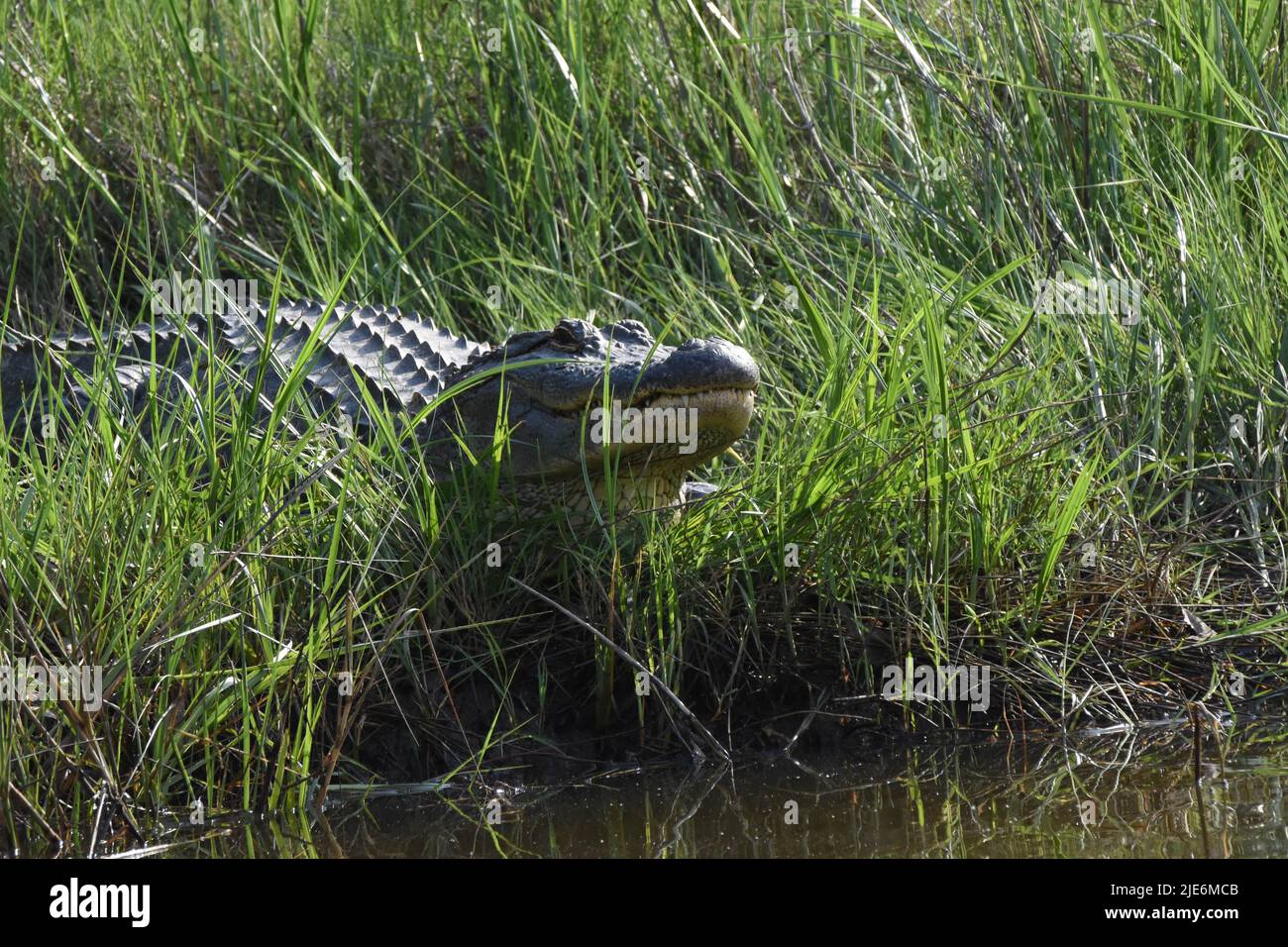 Alligator sunning on bank Stock Photo - Alamy