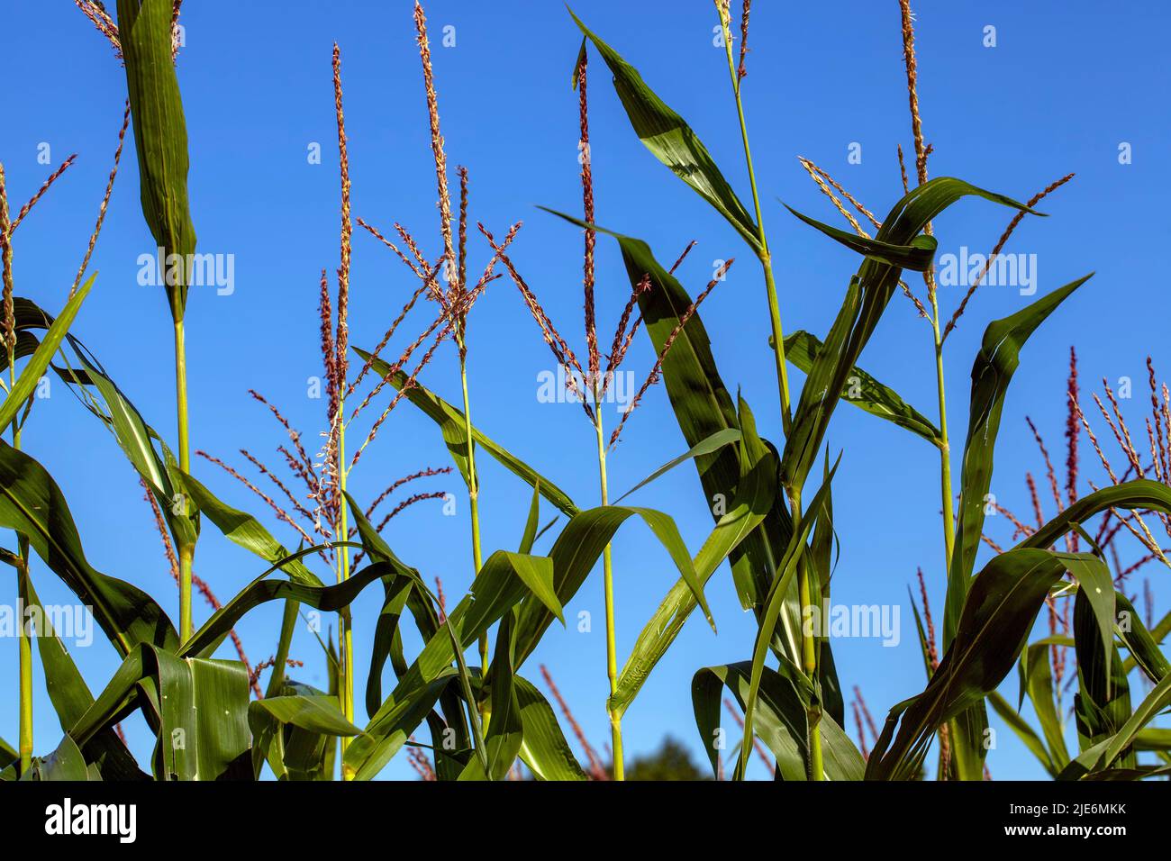an agricultural field where unripe green corn grows, a field for ...