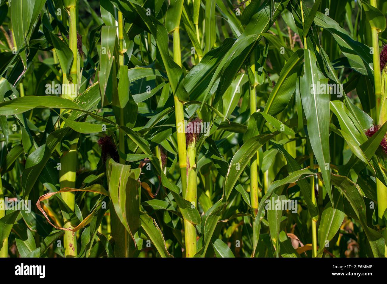 an agricultural field where unripe green corn grows, a field for ...