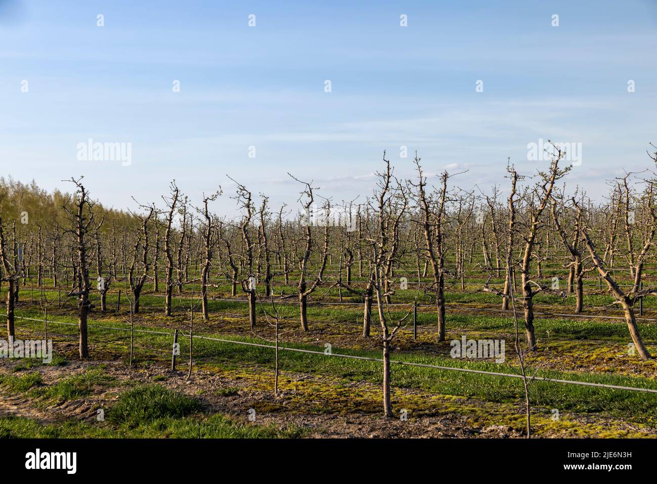 apple trees planted in a row in the spring season, an orchard with ...