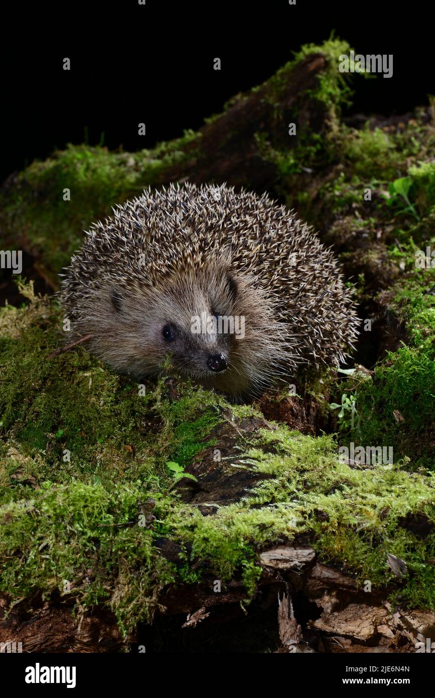 Adult hedgehog exploring log pile in spring. Dorset, UK Stock Photo - Alamy