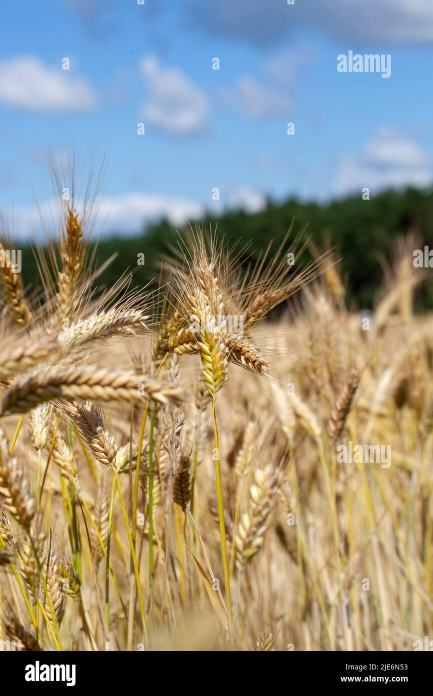 golden grain field with wheat, green yellow wheat cereals before ...