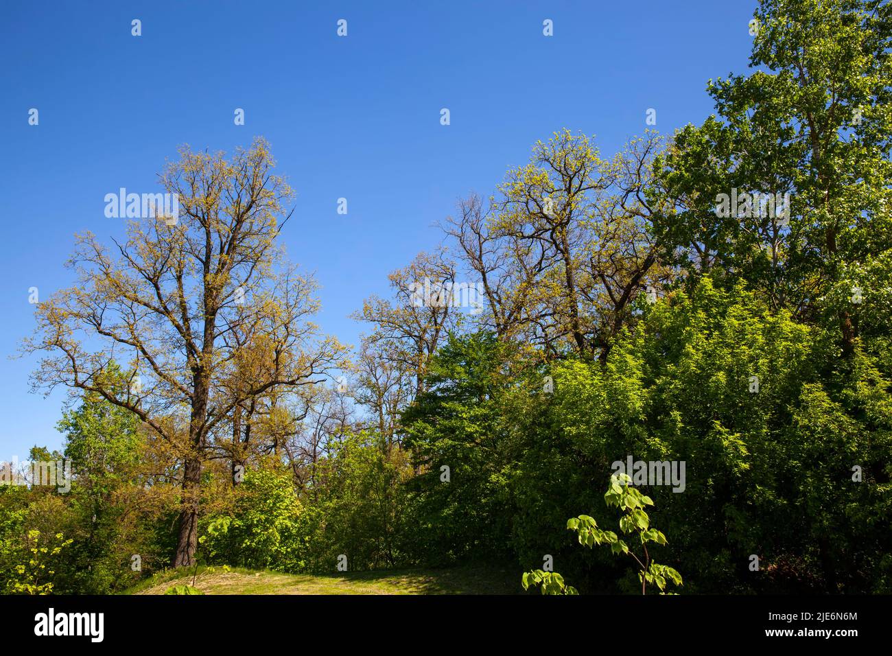deciduous trees in the spring season with green foliage, beautiful ...