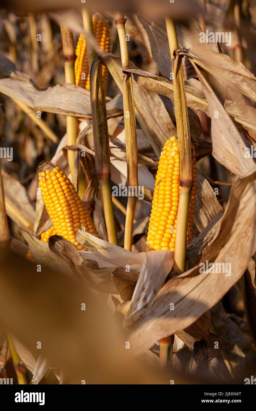 yellow ripe corn fruits in summer, corn cobs in mold and mushroom Stock ...