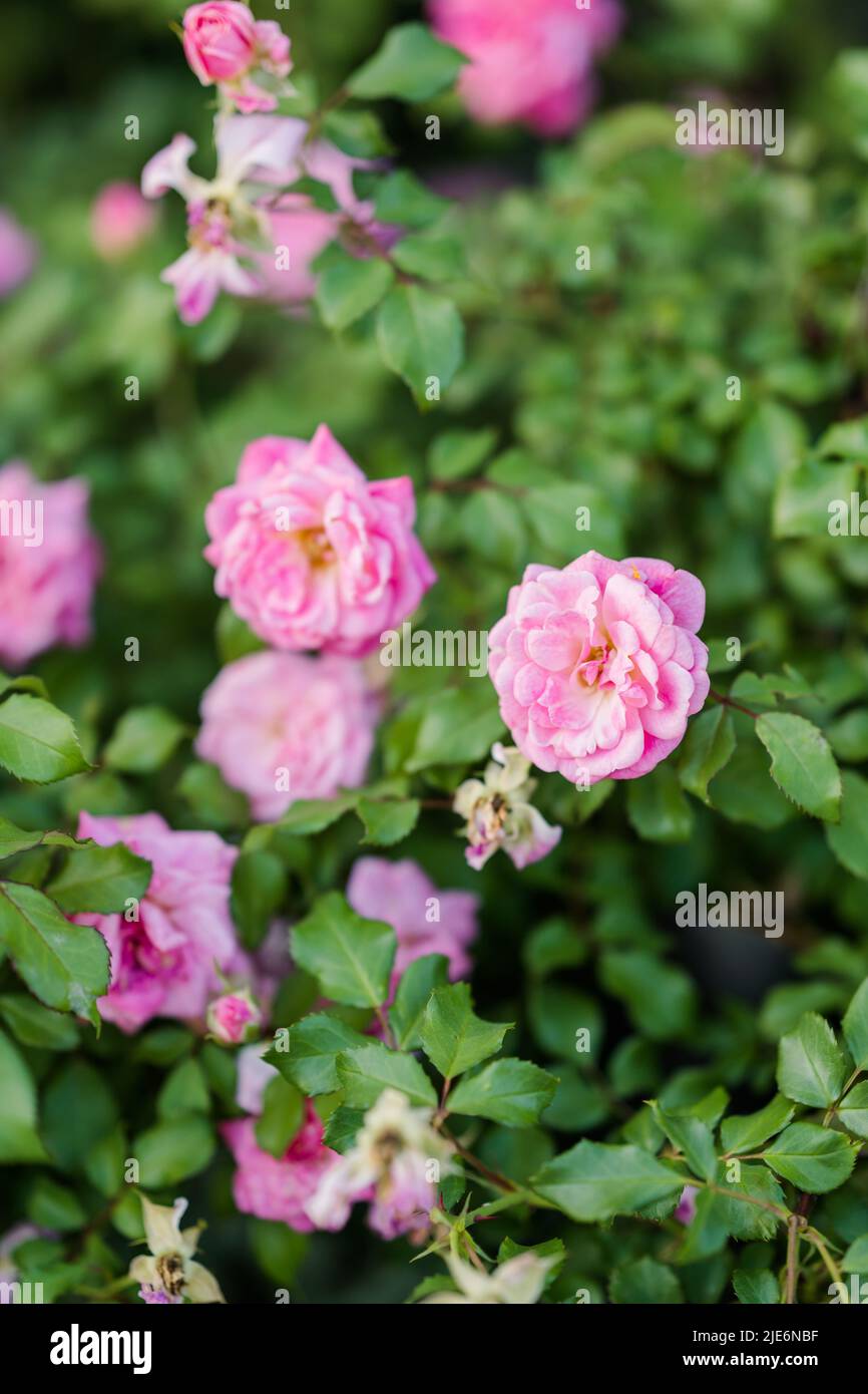 Pink roses in Garden Stock Photo - Alamy