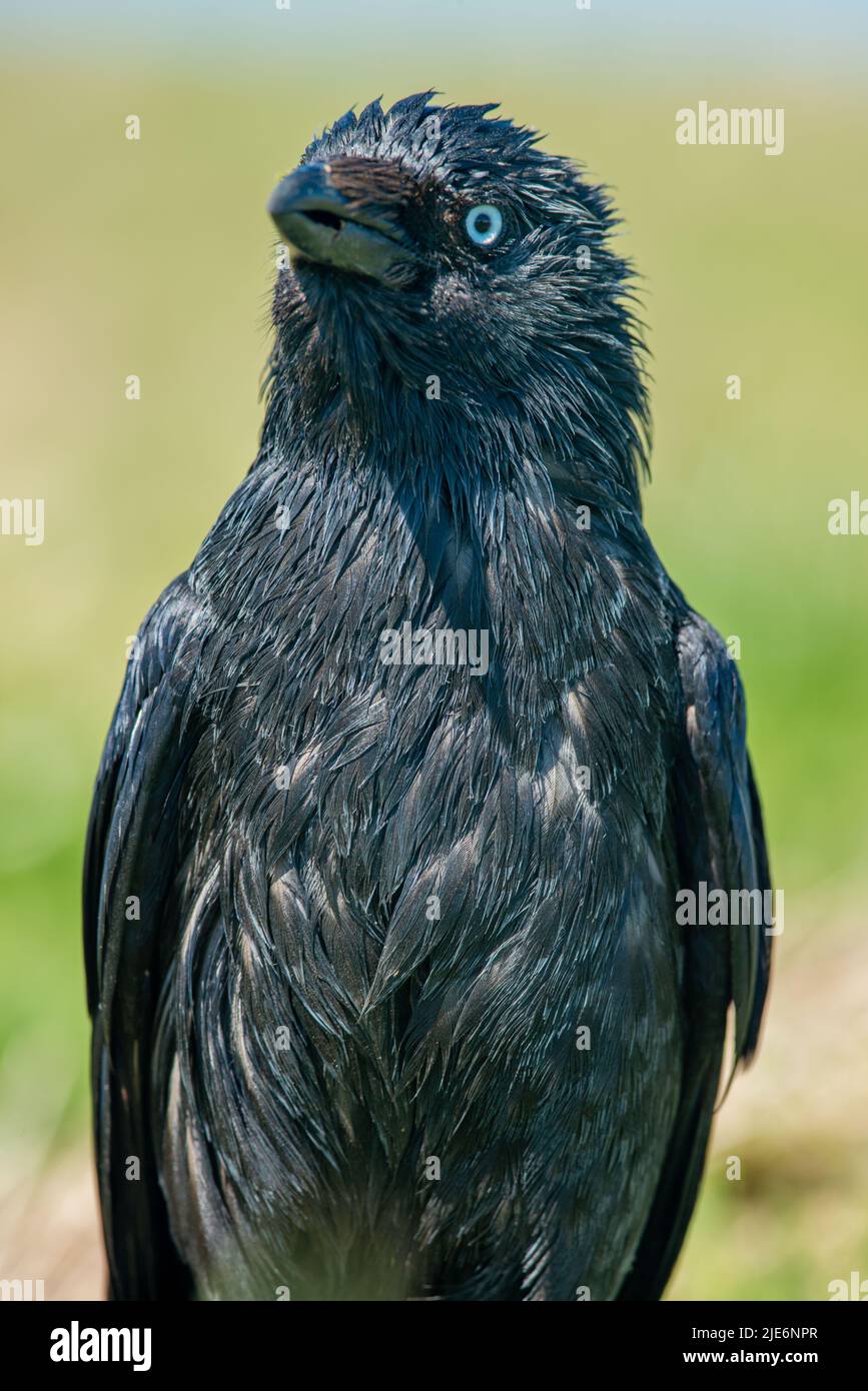Juvenile jackdaw hi-res stock photography and images - Alamy