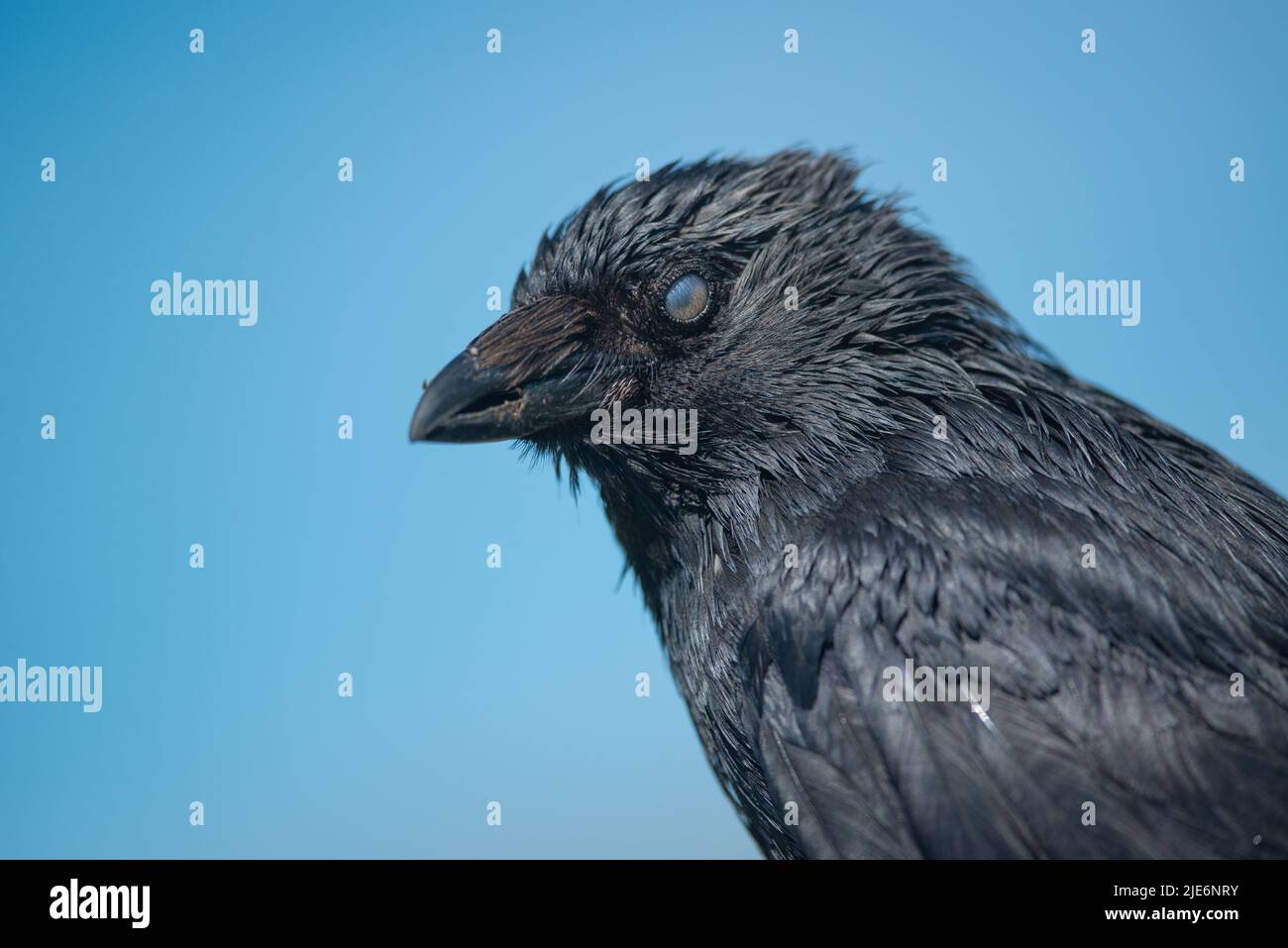 Nictitating membrane covering eye of juvenile jackdaw (Corvus monedula ...