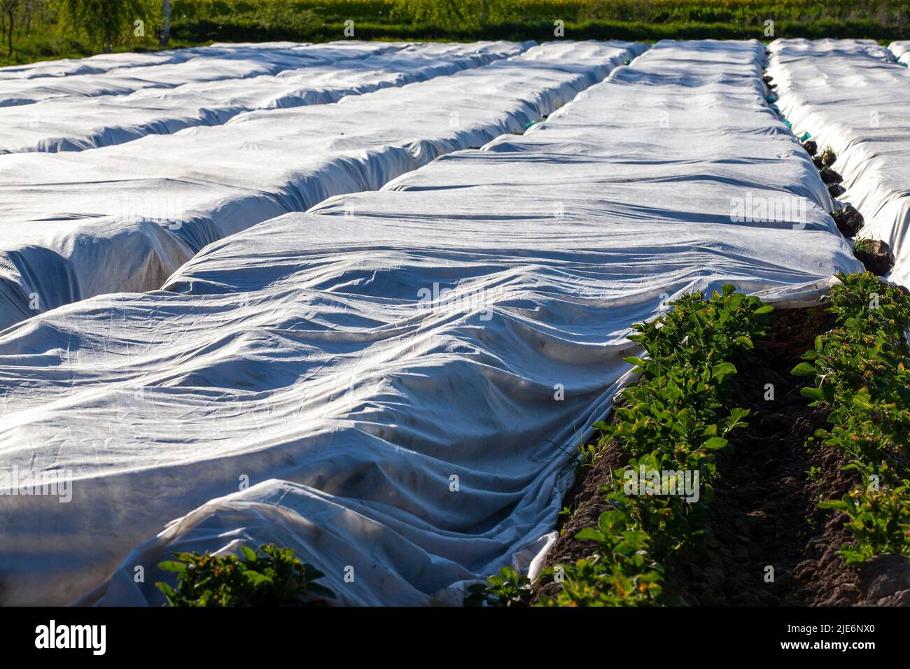a potato plantation covered with a film to create heat and get a good ...
