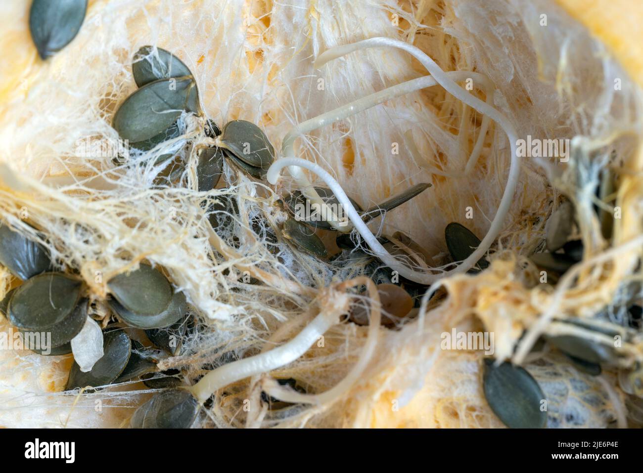 sprouted pumpkin seeds inside a pumpkin, seeds sprouting inside a ...