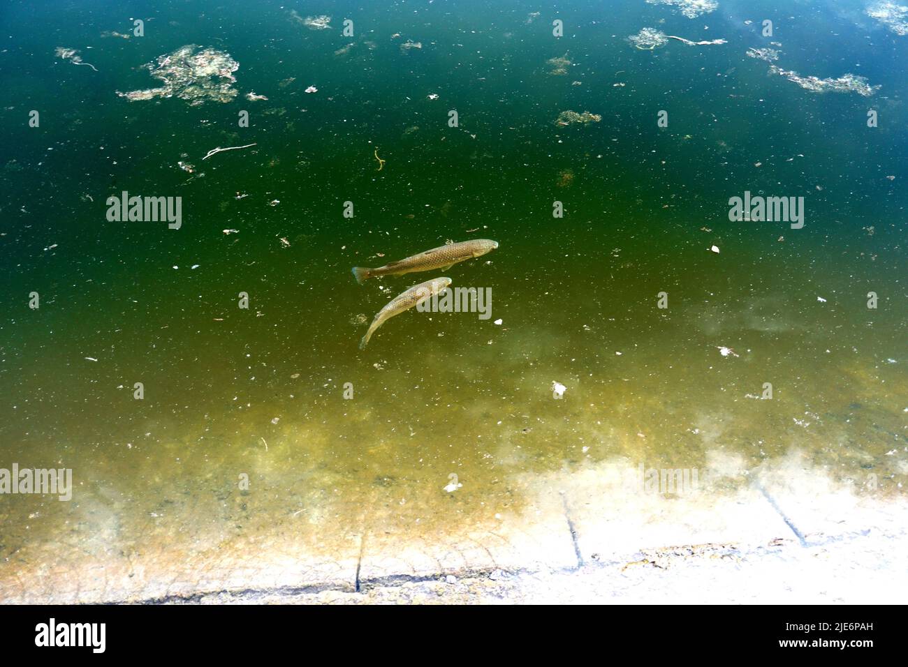 Dirty water goldfish animal hi-res stock photography and images - Alamy