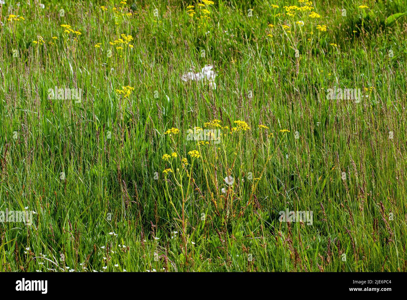 green grass in the summer, simple plain grass weeds on the field in the ...