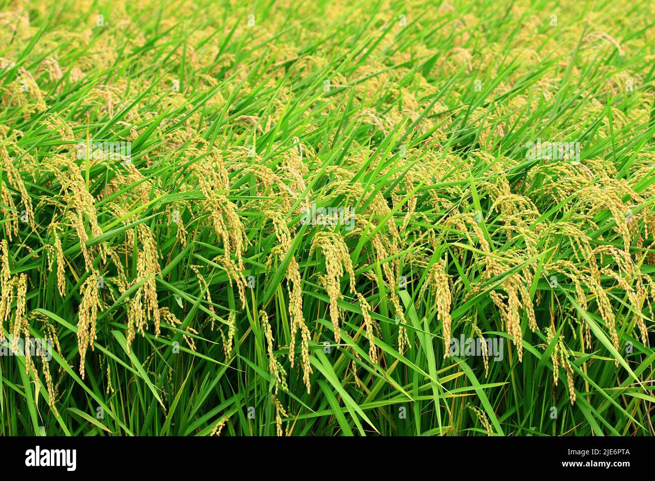 Golden grain rice spike hi-res stock photography and images - Alamy