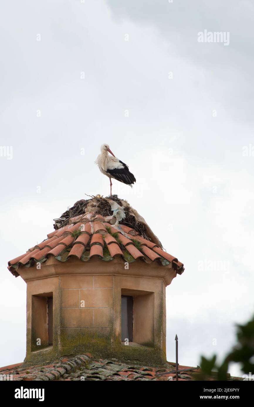 Cute stork on a tower. Caceres Stock Photo - Alamy