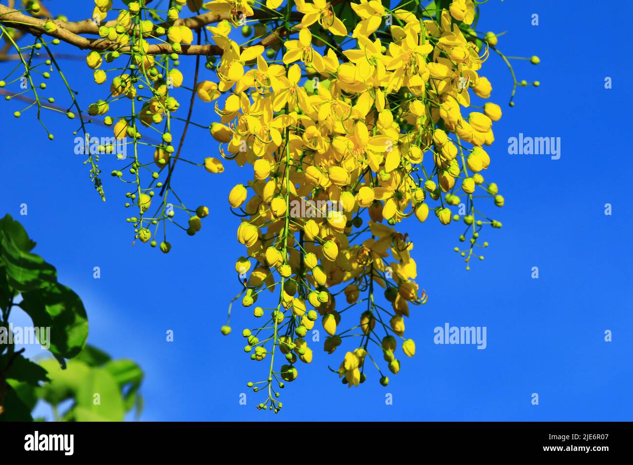 Indian senna plant hi-res stock photography and images - Alamy