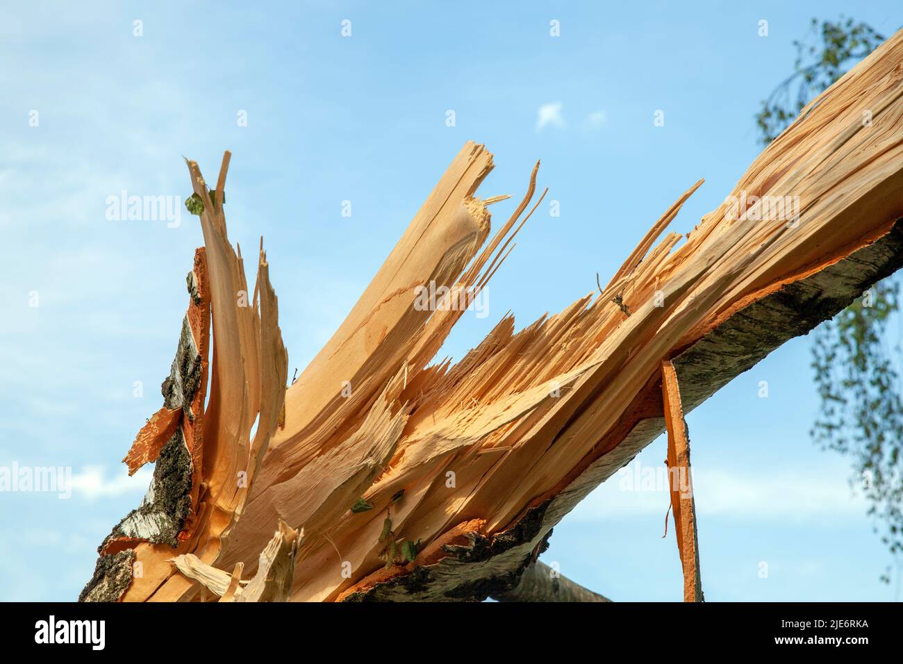 a tree broken during storms and hurricanes, cracks and other damage to ...