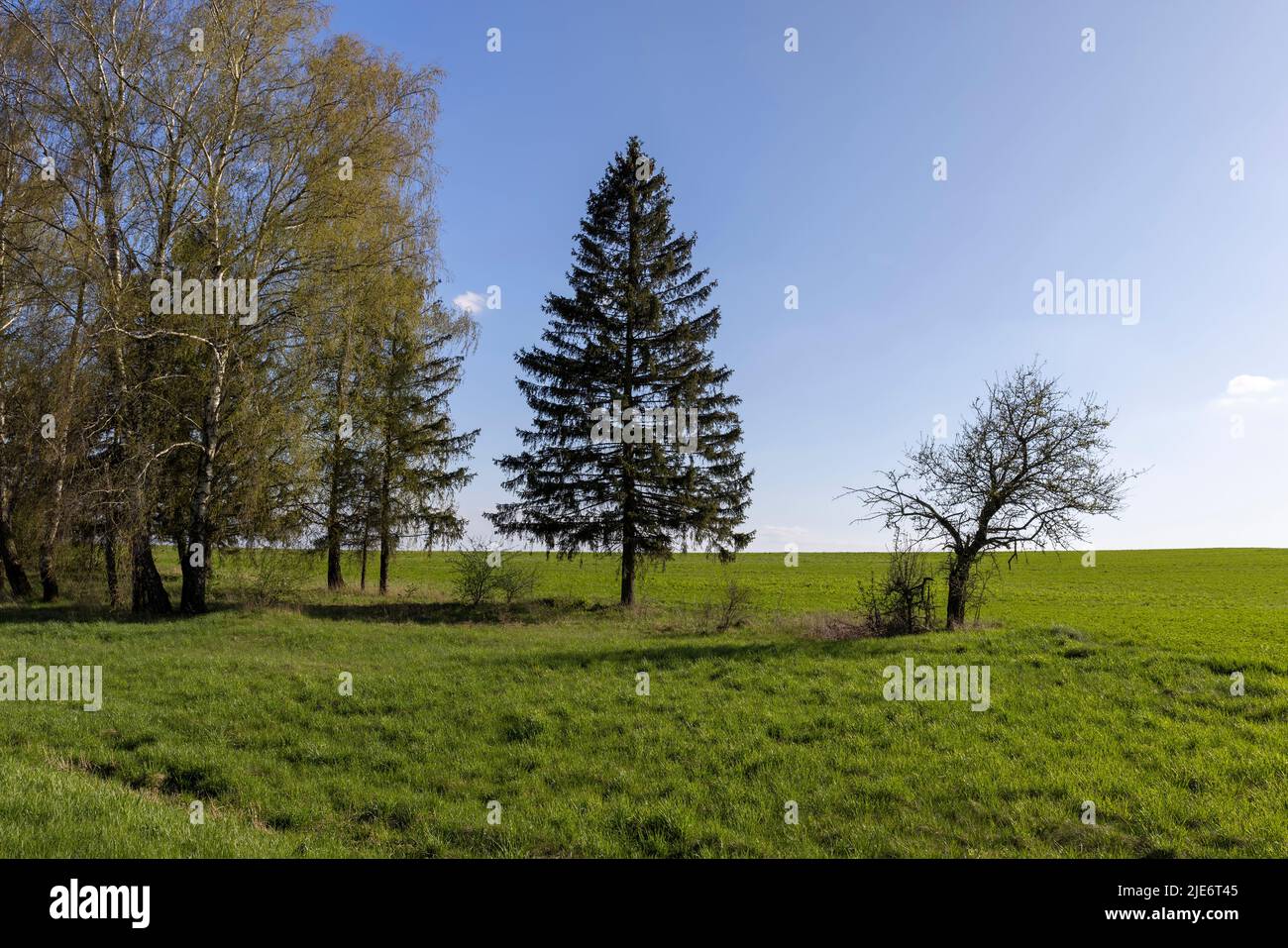 Tall trees border hi-res stock photography and images - Alamy