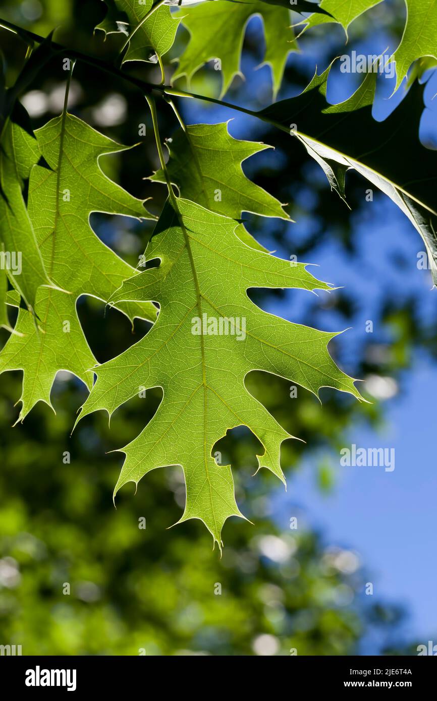 oak foliage in the spring season, a few green oak leaves in sunlight ...