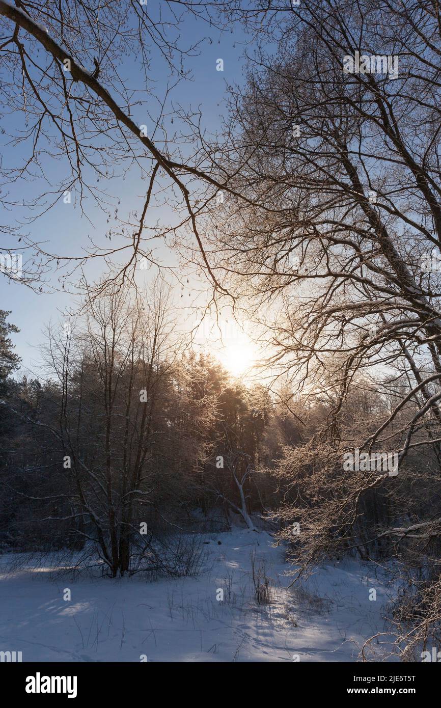 deciduous trees in winter after a snowfall, sunny weather in a winter ...