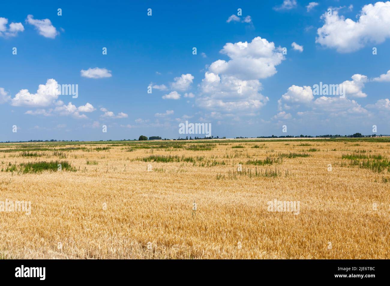 agricultural field with mature golden yellow cereals , field with ...