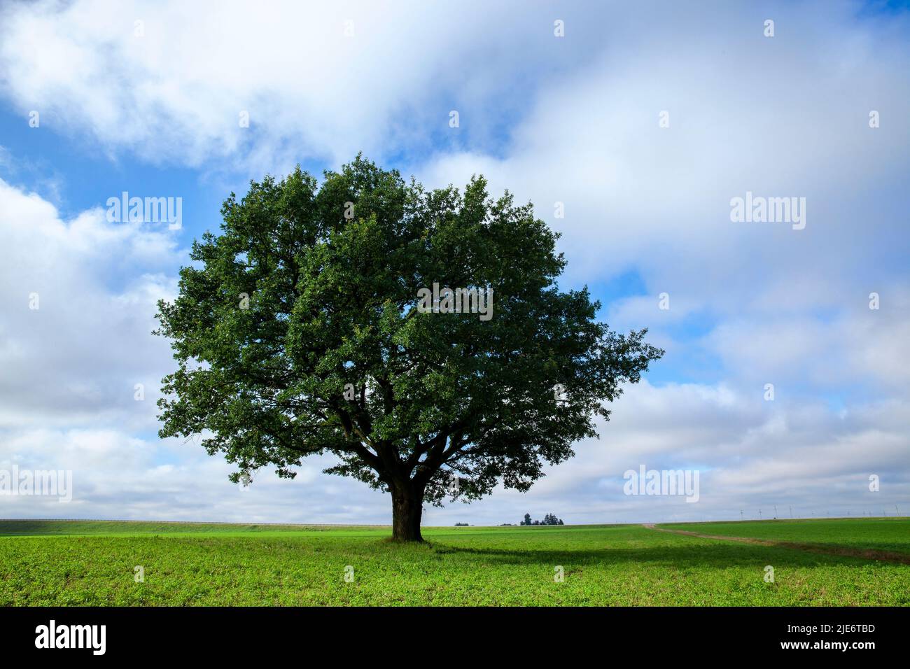 a big old oak tree growing in a field with green plants, a lonely oak ...