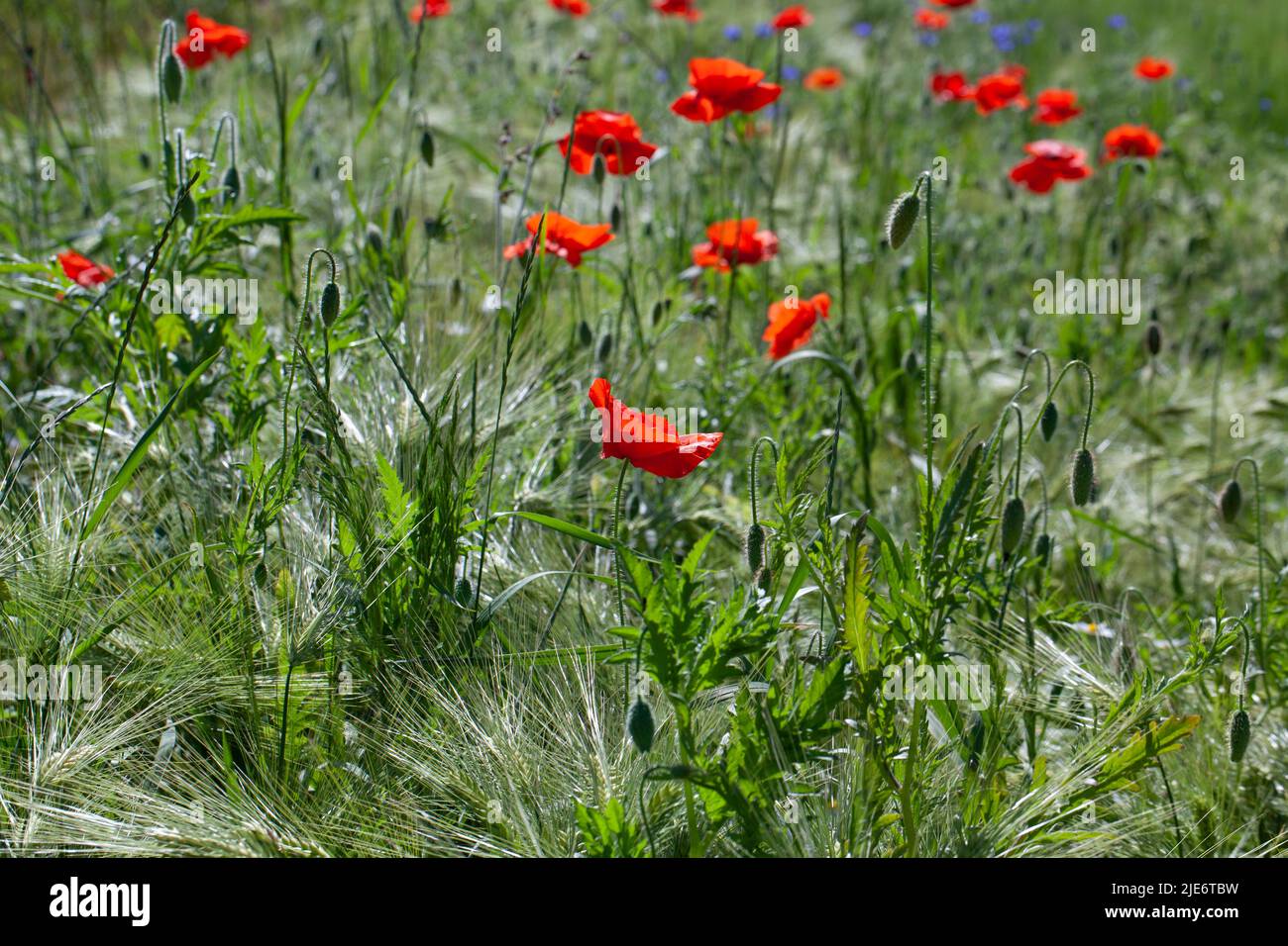 red poppies growing in an agricultural field with cereals, red poppy ...