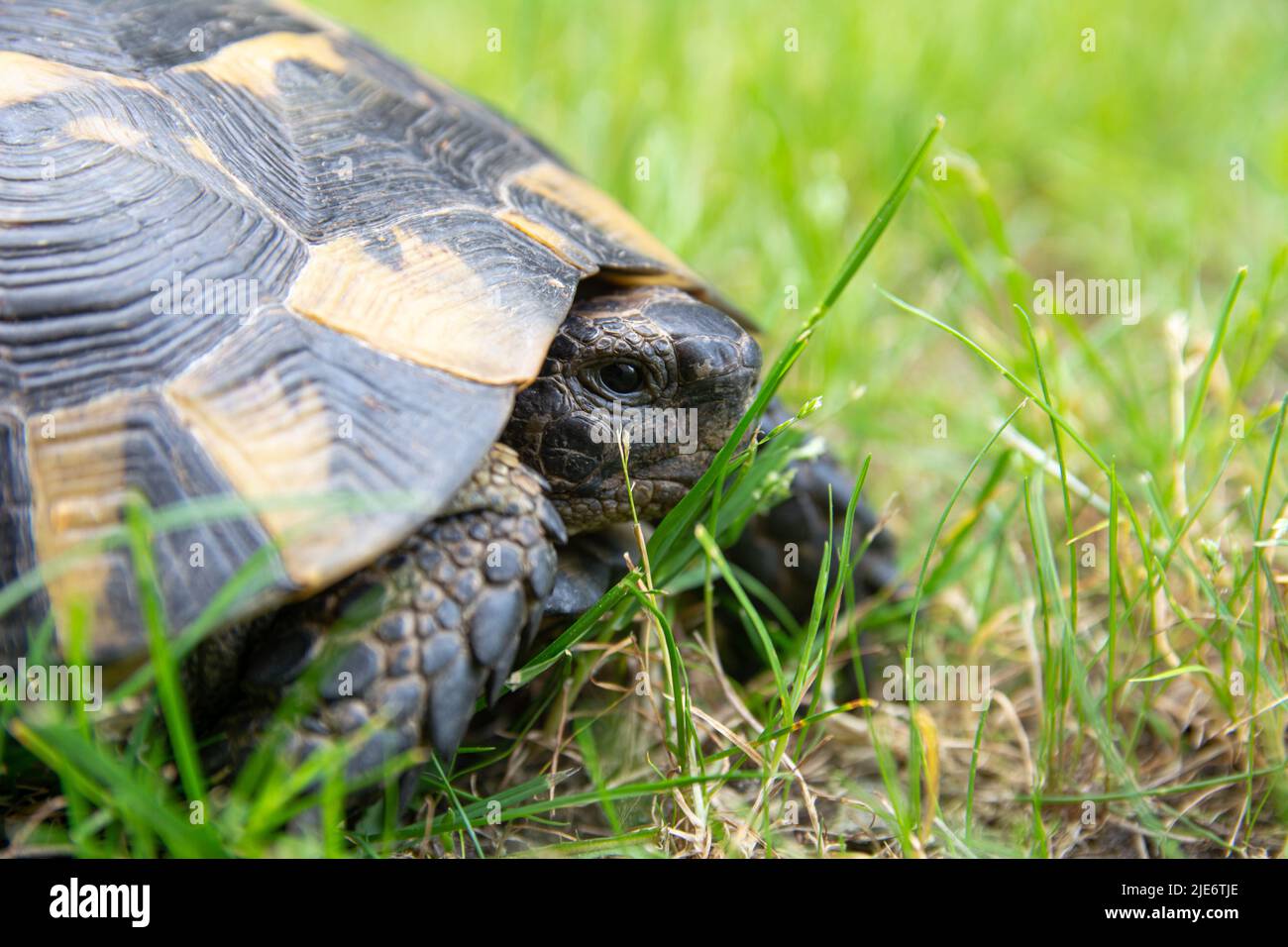 Land Tortoise Sits in the grass Close-up photo. Turtle portrait, shell ...