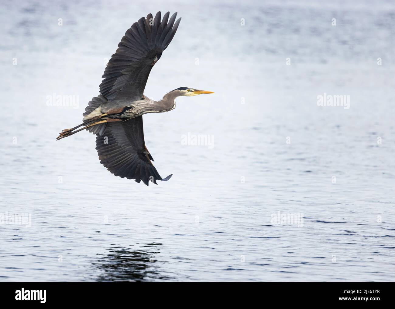 Great Blue Herons Stock Photo - Alamy