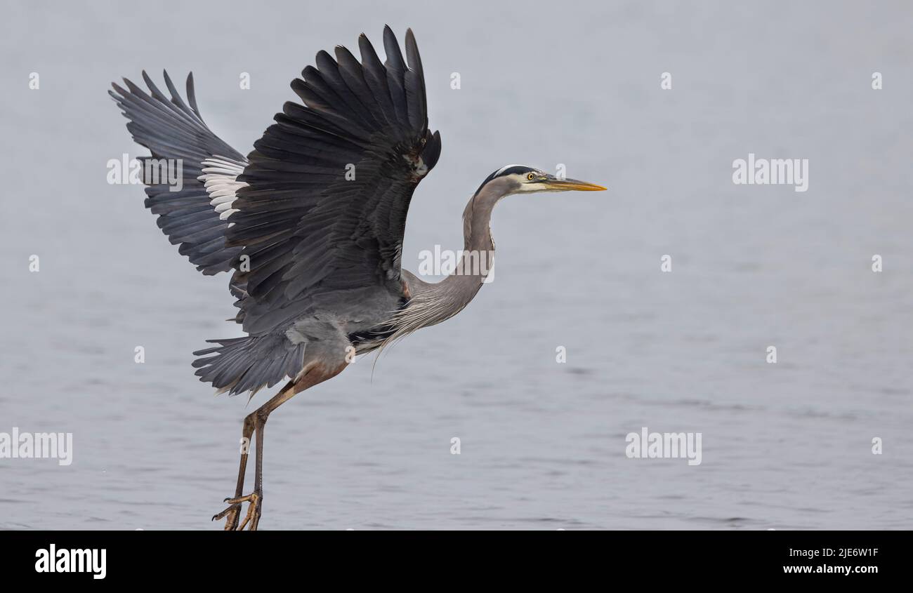 Great Blue Herons Stock Photo - Alamy