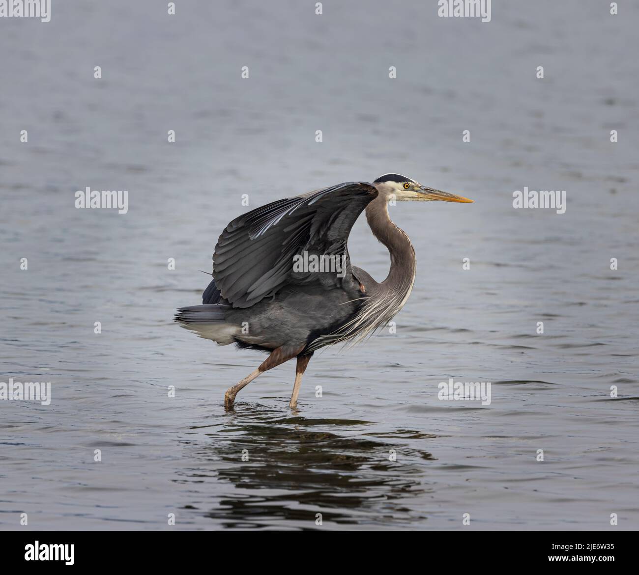 Great Blue Herons Stock Photo - Alamy