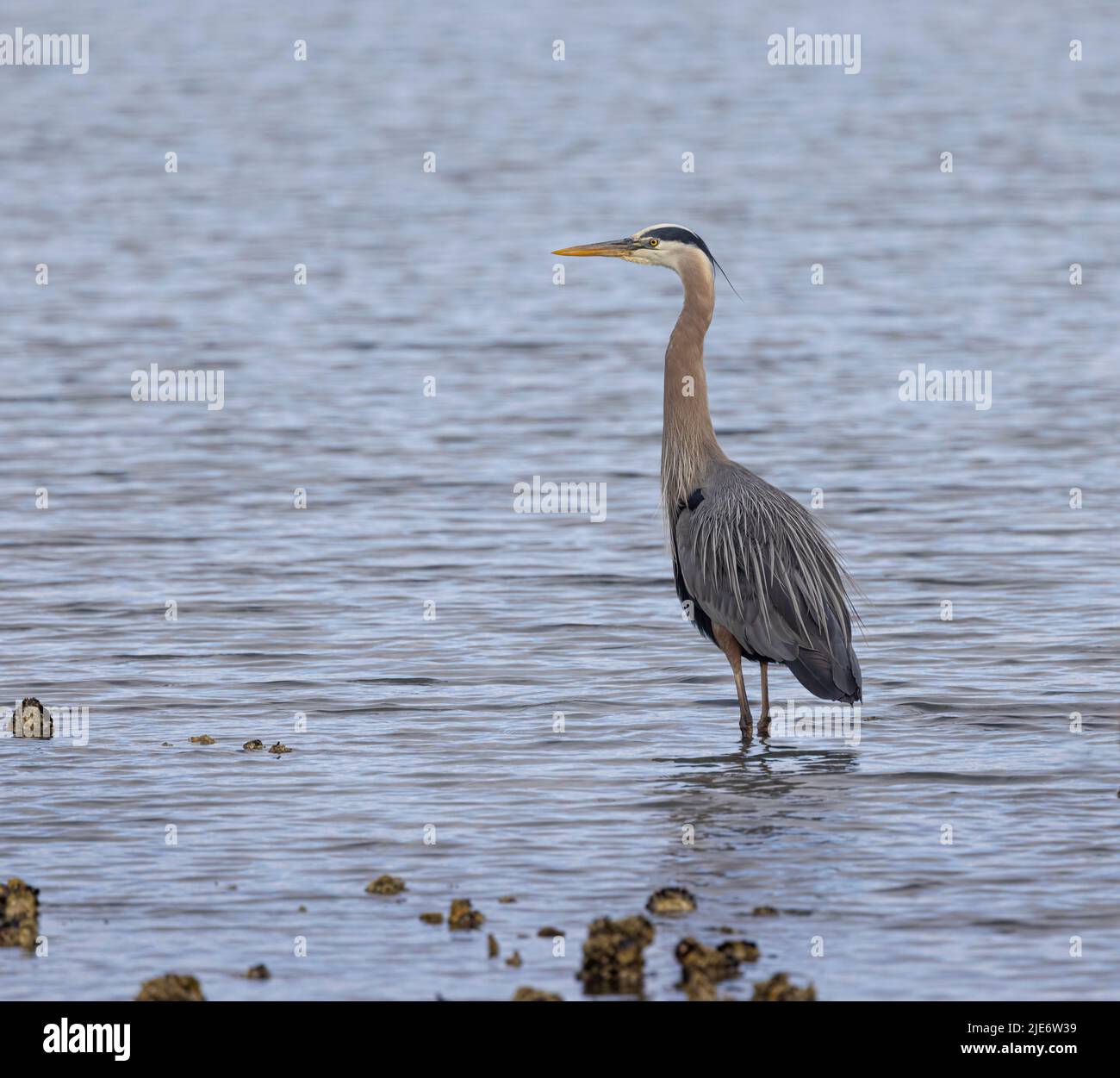 Great Blue Herons Stock Photo - Alamy