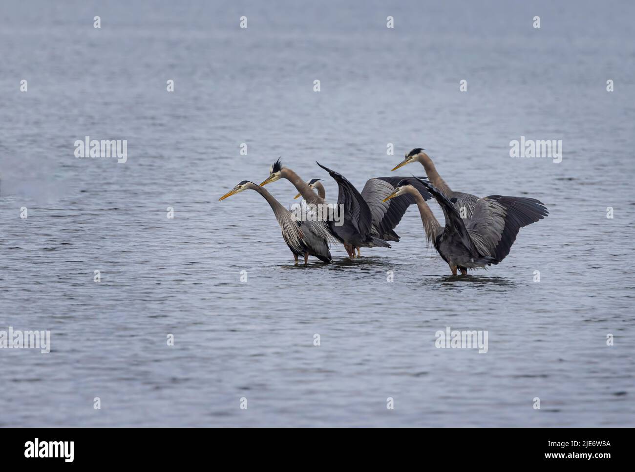 Great Blue Herons Stock Photo - Alamy