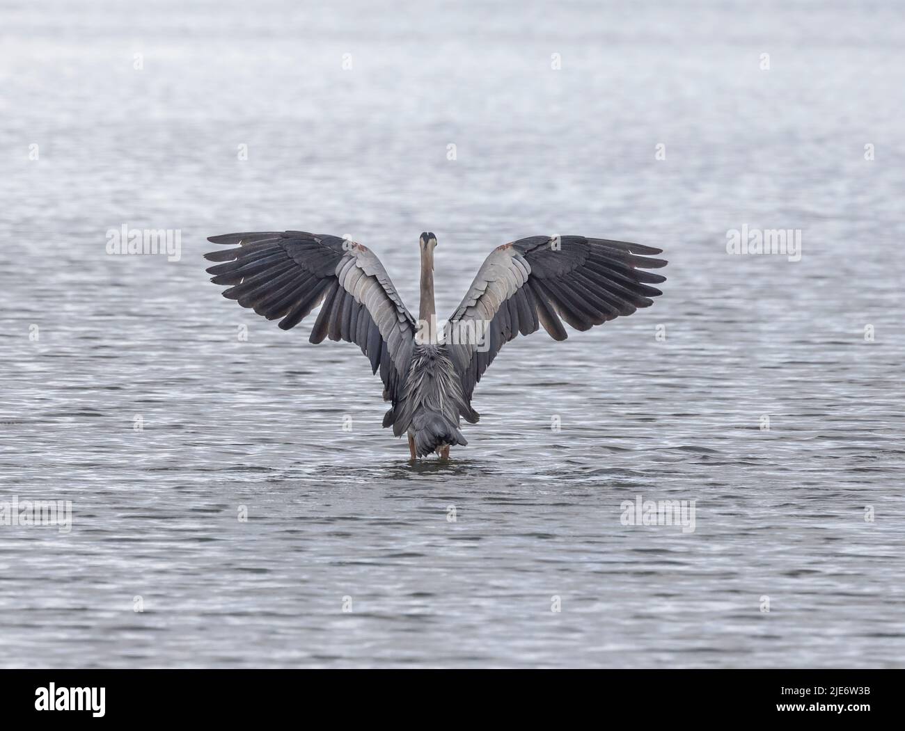 Great Blue Herons Stock Photo - Alamy