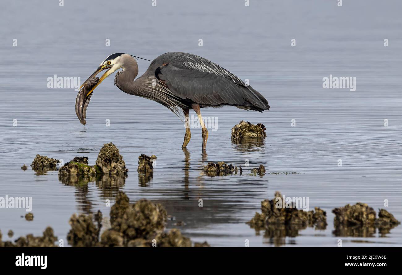 Great Blue Herons Stock Photo - Alamy