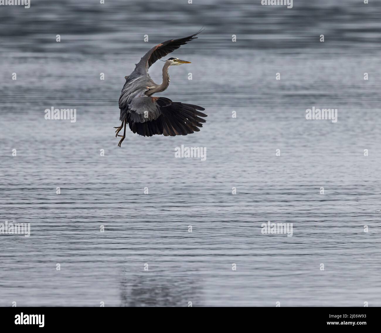 Great Blue Herons Stock Photo - Alamy