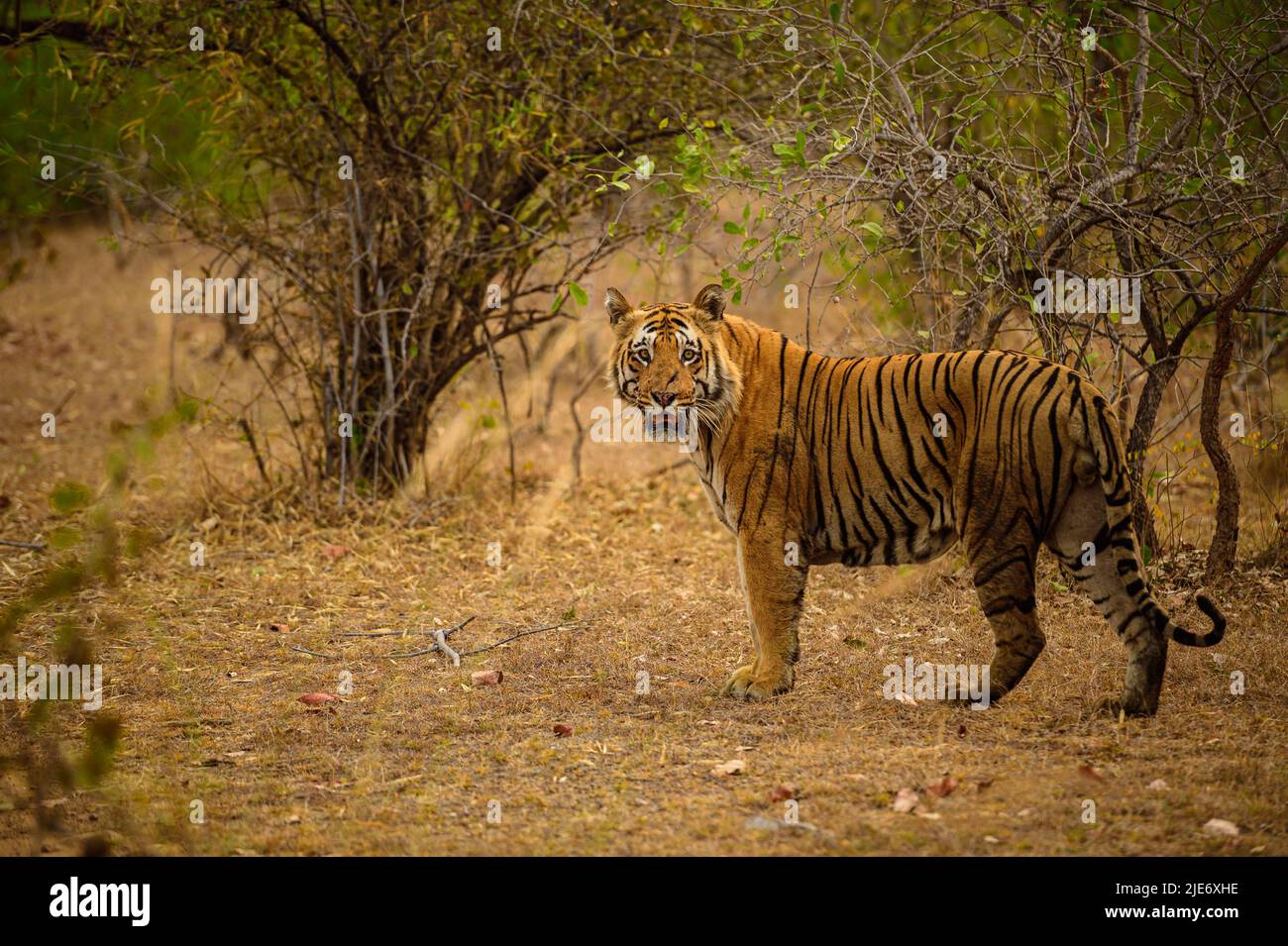 Male Tiger called Matkasur posing for the portrait Stock Photo - Alamy