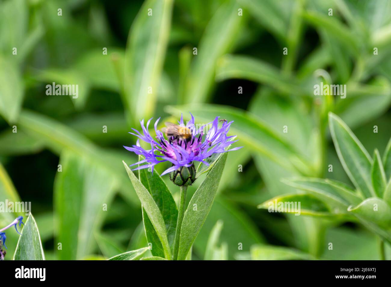 Little purple cornflower blooming in the summer garden, green grass and ...