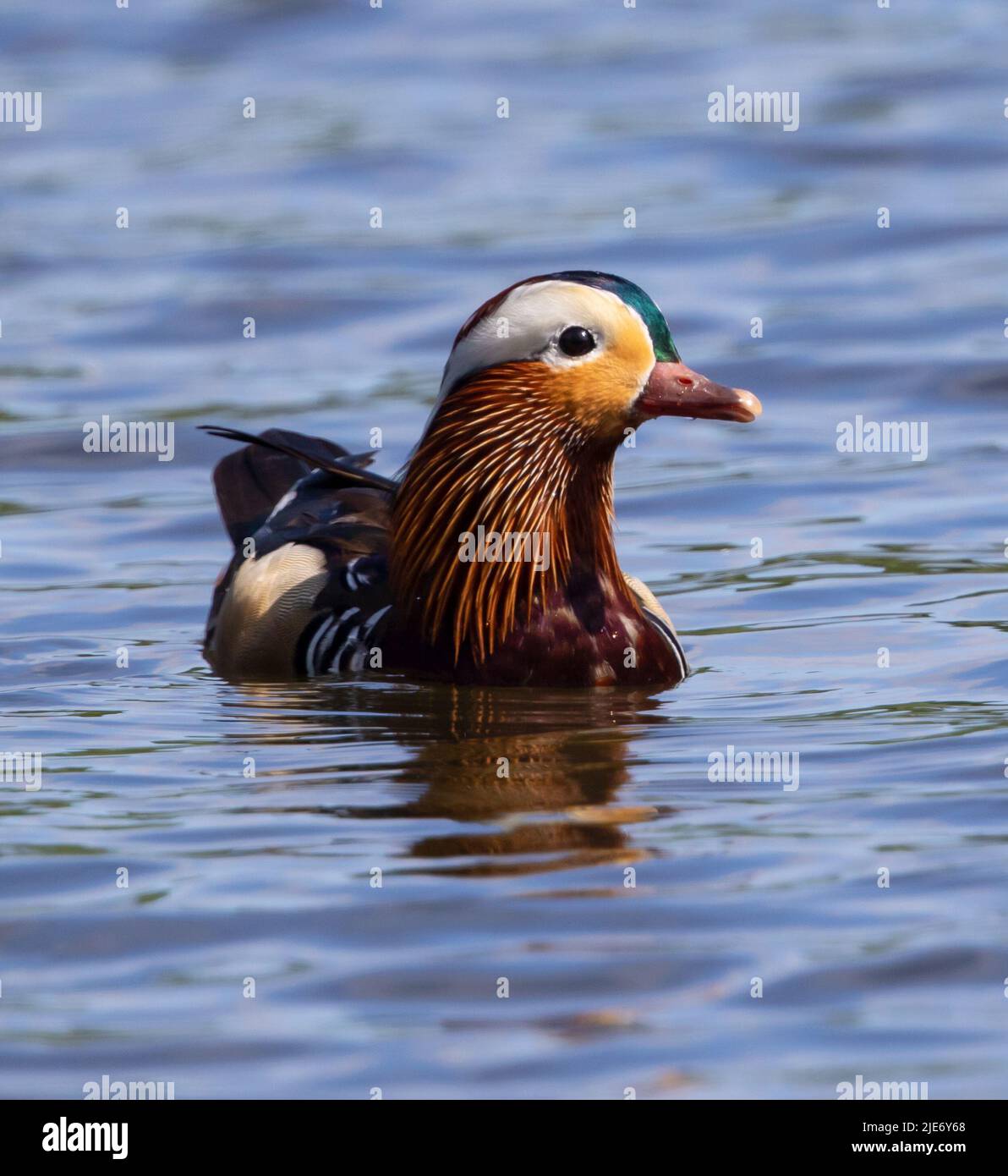 Drake Mandarin duck at Canop Ponds in the Forest of Dean ...