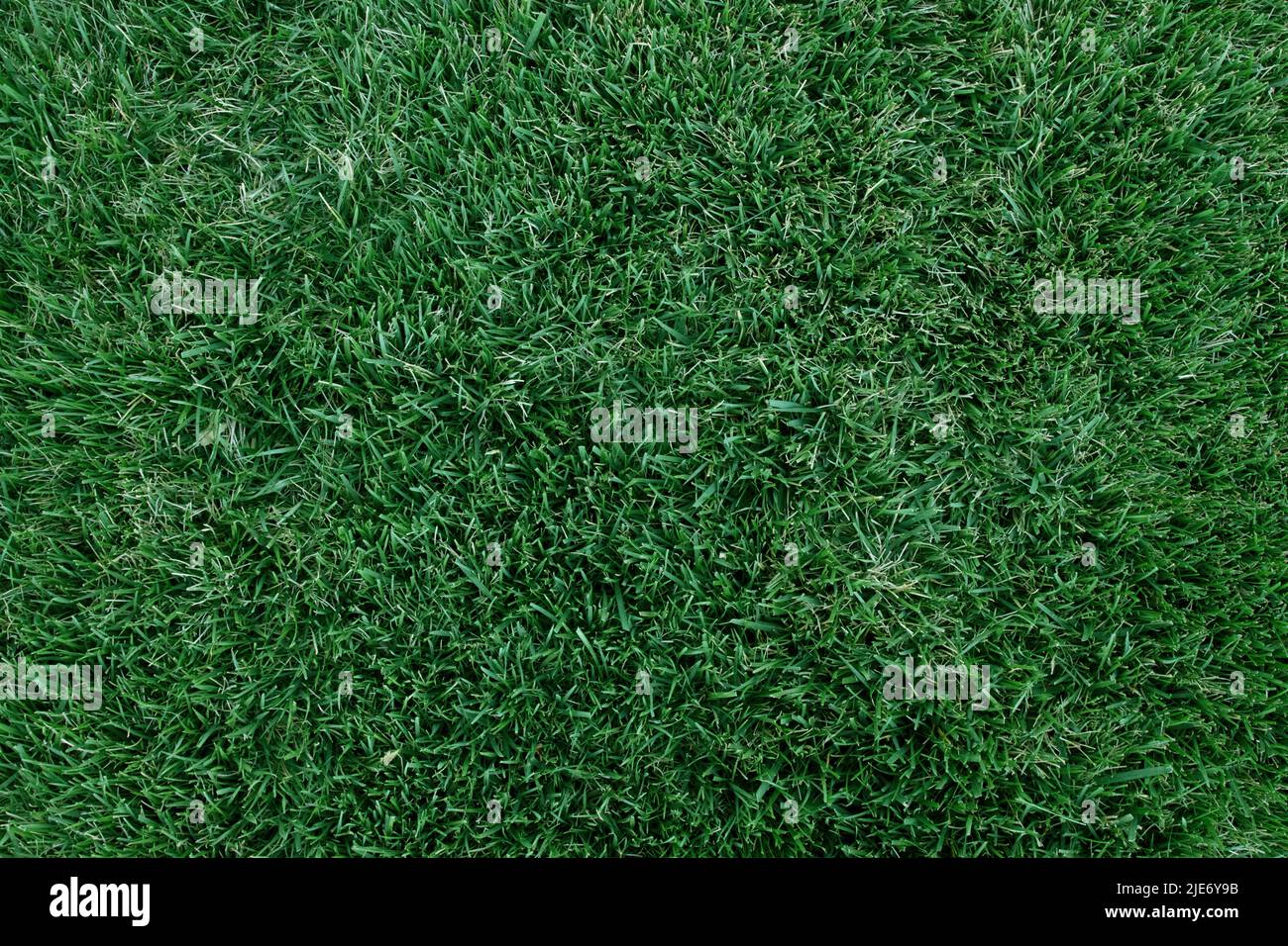 Overhead top view of green grass texture, yard, outdoor turf and grass ...