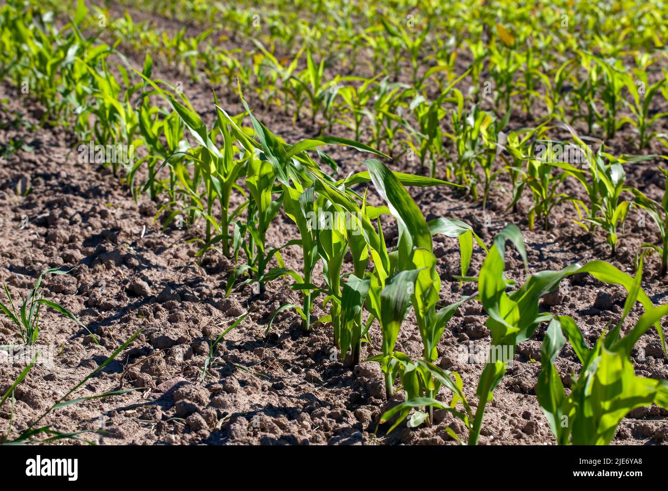 young green corn in mud and soil after rains, agricultural field with ...