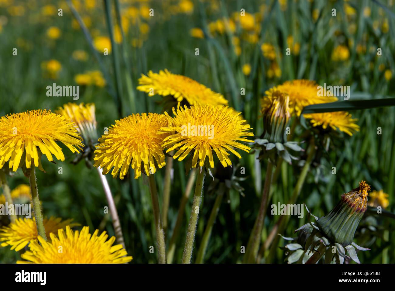 yellow dandelions bloom in a field with green grass in spring, spring ...