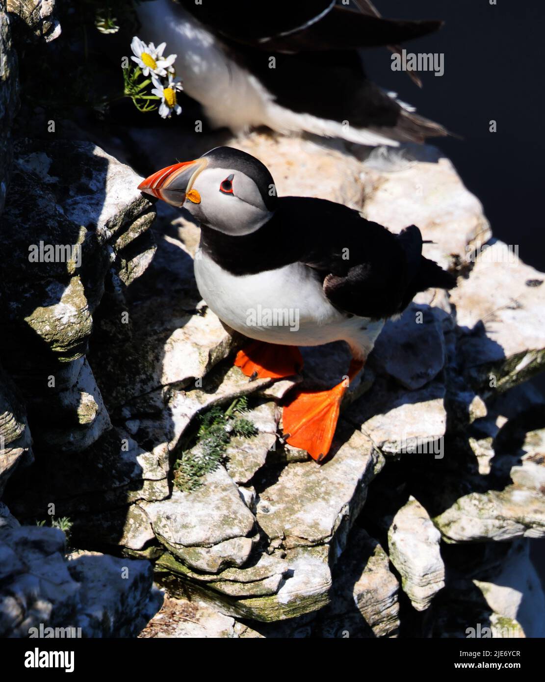 The beautiful colourful Puffin at RSPB Bempton Cliffs Yorkshire UK ...