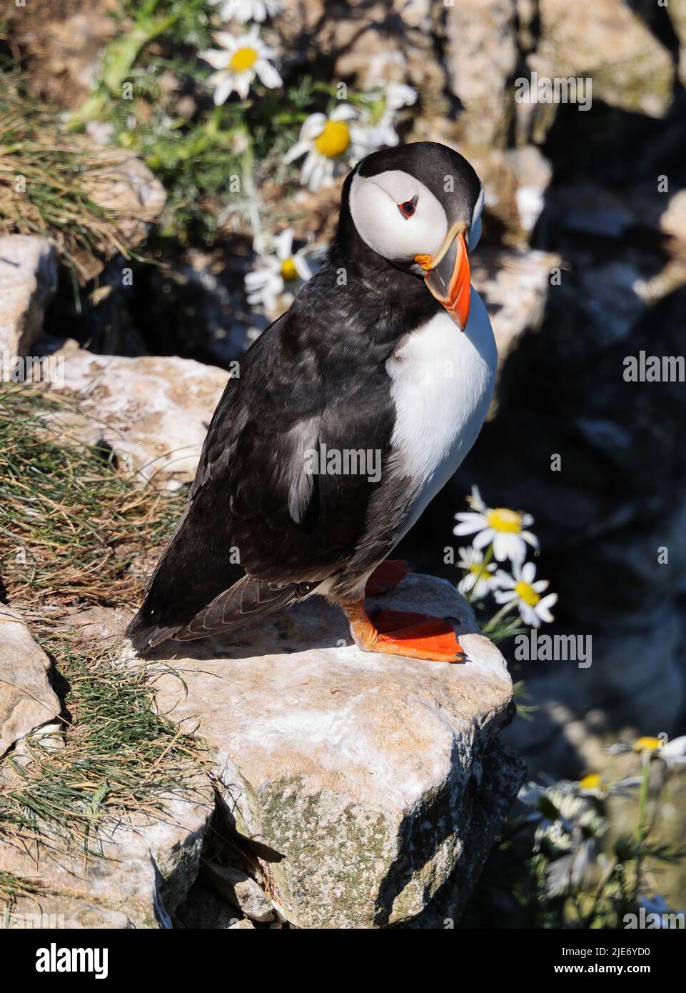 The beautiful colourful Puffin at RSPB Bempton Cliffs Yorkshire UK ...