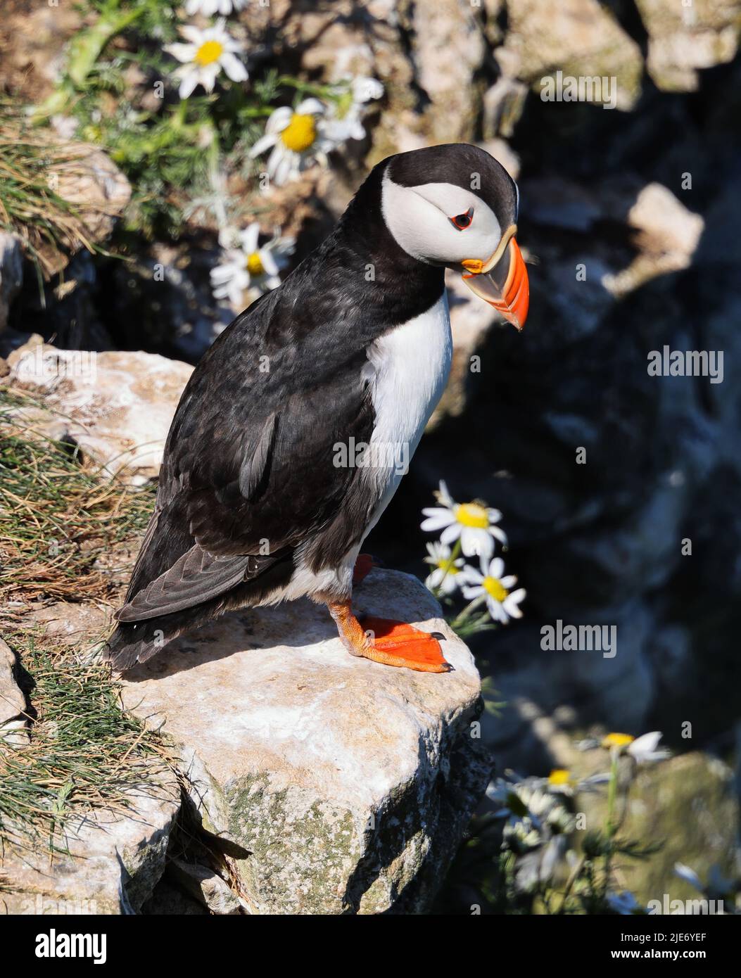 The beautiful colourful Puffin at RSPB Bempton Cliffs Yorkshire UK ...
