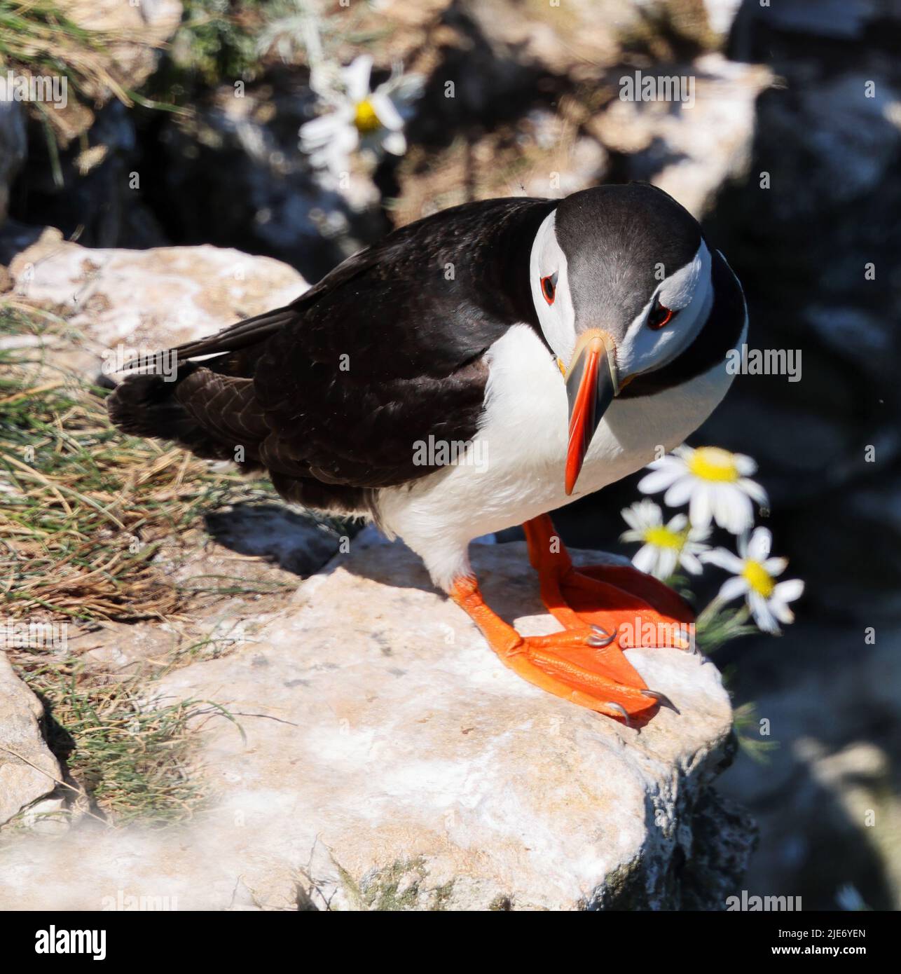 The beautiful colourful Puffin at RSPB Bempton Cliffs Yorkshire UK ...