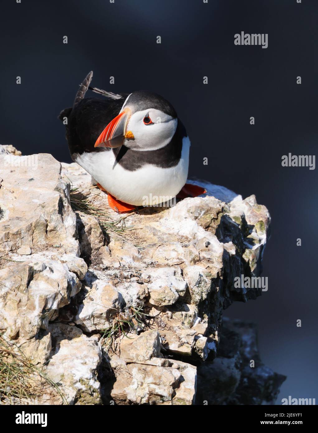 The beautiful colourful Puffin at RSPB Bempton Cliffs Yorkshire UK ...
